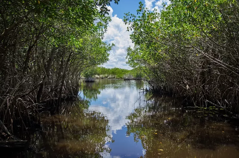 Testing the Poisonous Algae That Is Killing the Everglades | New Times ...