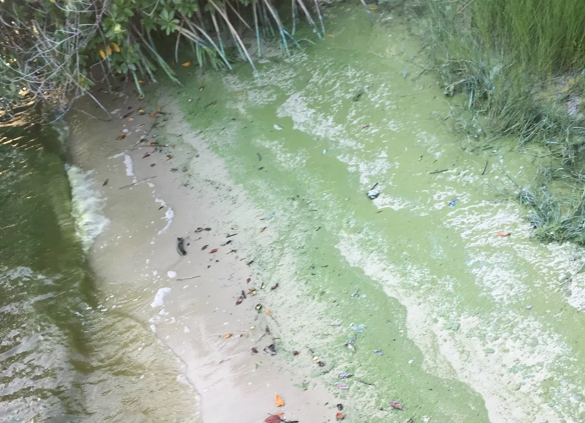 Testing the Poisonous Algae That Is Killing the Everglades | New Times ...